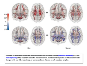 What is the Connection Between Obesity and Brain Health? - Personal ...